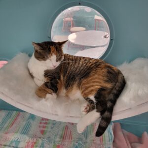 Kitty Bubble Cafe & Bar – Cat Cafe