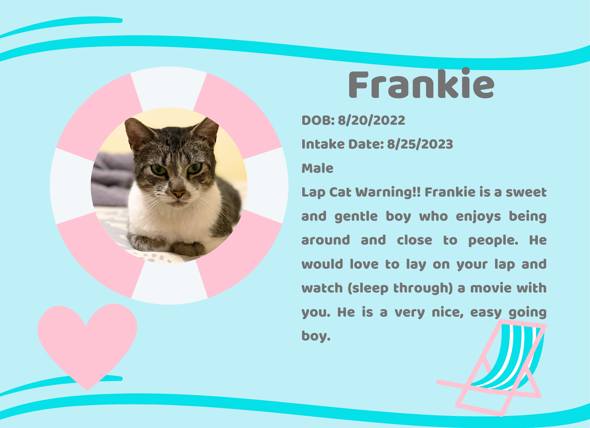 Our Cats – Kitty Bubble Cafe & Bar