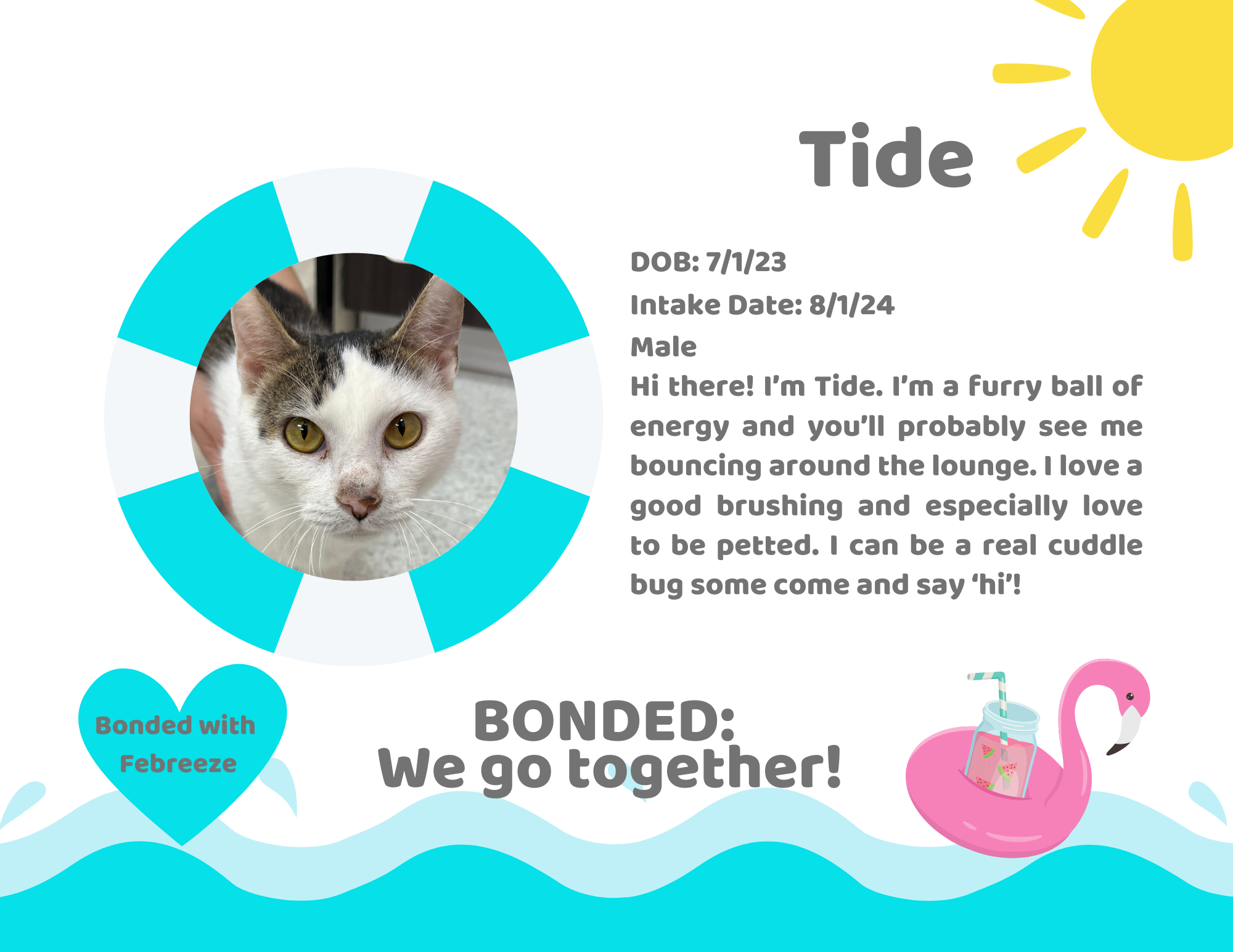 Our Cats – Kitty Bubble Cafe & Bar